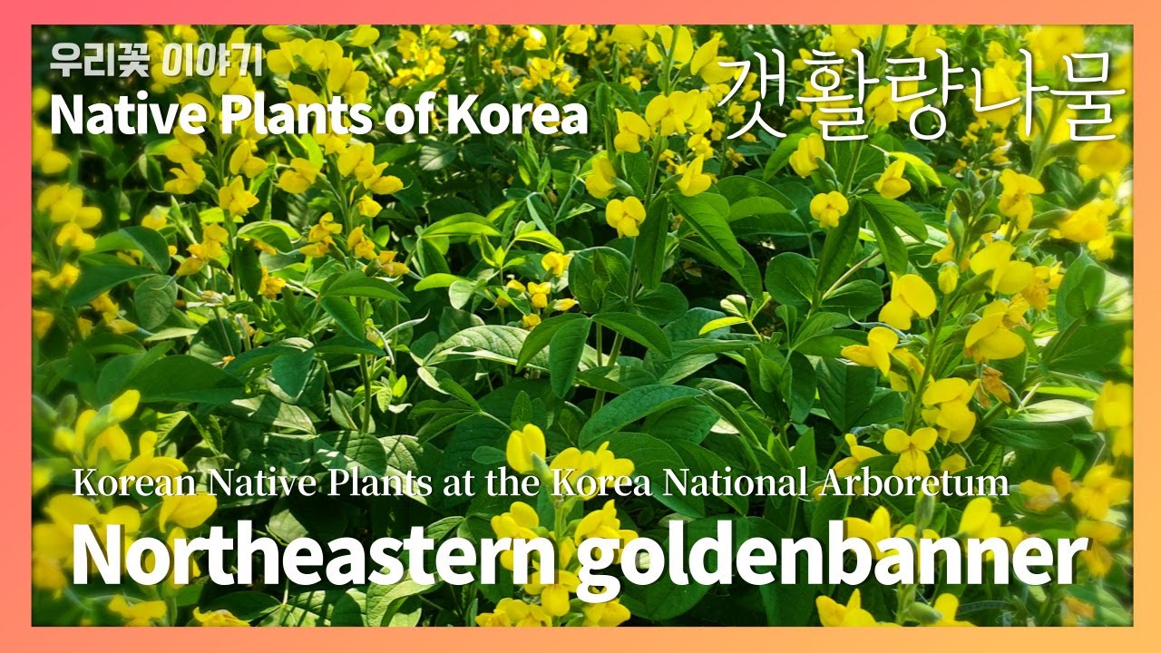 갯활량나물 [Native Plants of Korea. 82] Northeastern goldenbannery (English ...
