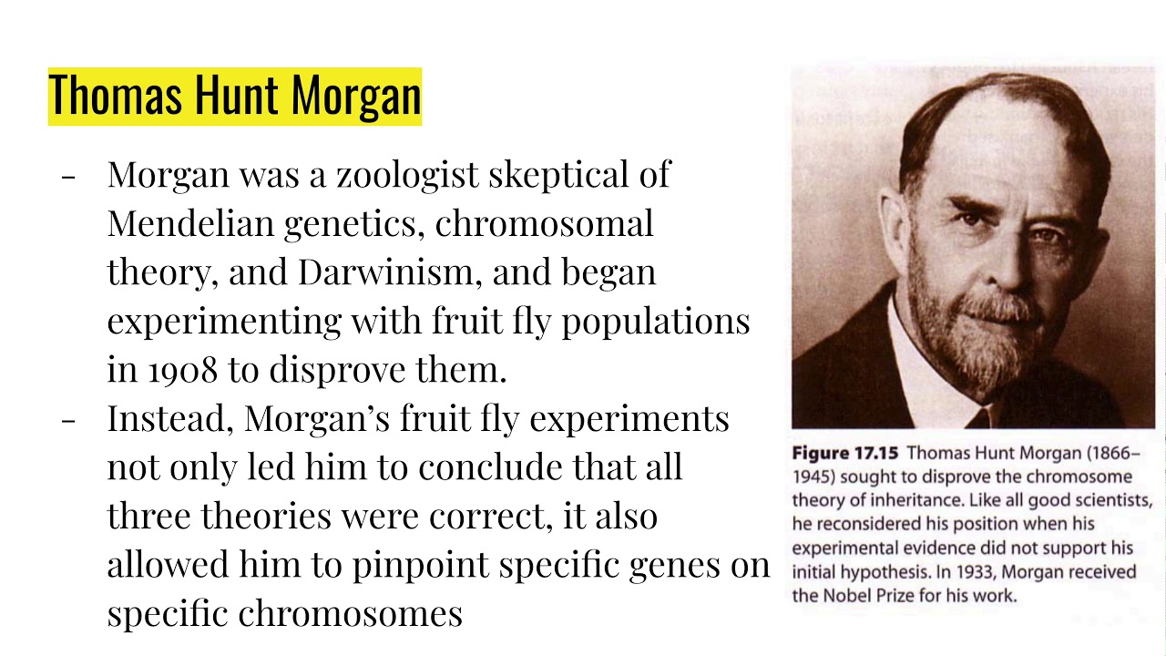 Thomas Hunt Morgan Nobel Prize