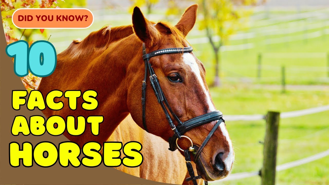 10 Incredible Facts About Horses You Didn’t Know! 🐎 - YouTube
