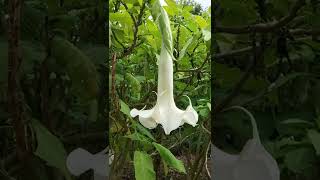 Beautiful yet Dangerous, Angel's Trumpet # shorts #Angel'sTrumpet #Australia