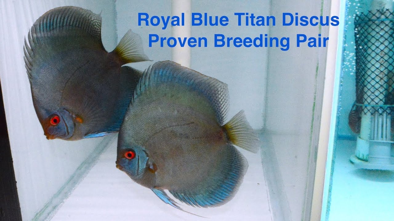 Royal Blue Titan Discus Proven Breeding Pair - YouTube