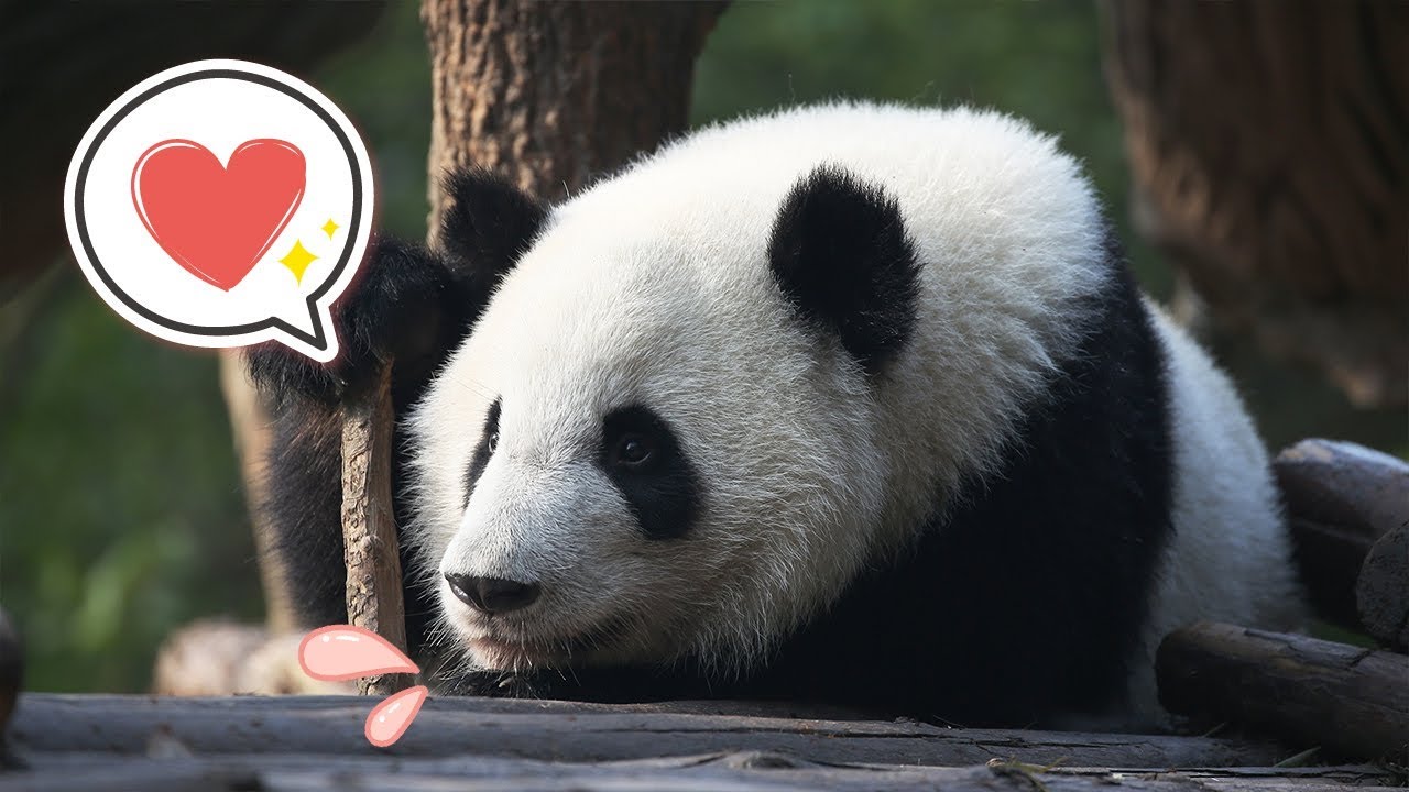 【Panda Countdown】 Want Some Laugh? Watch This Week's Most Hilarious ...