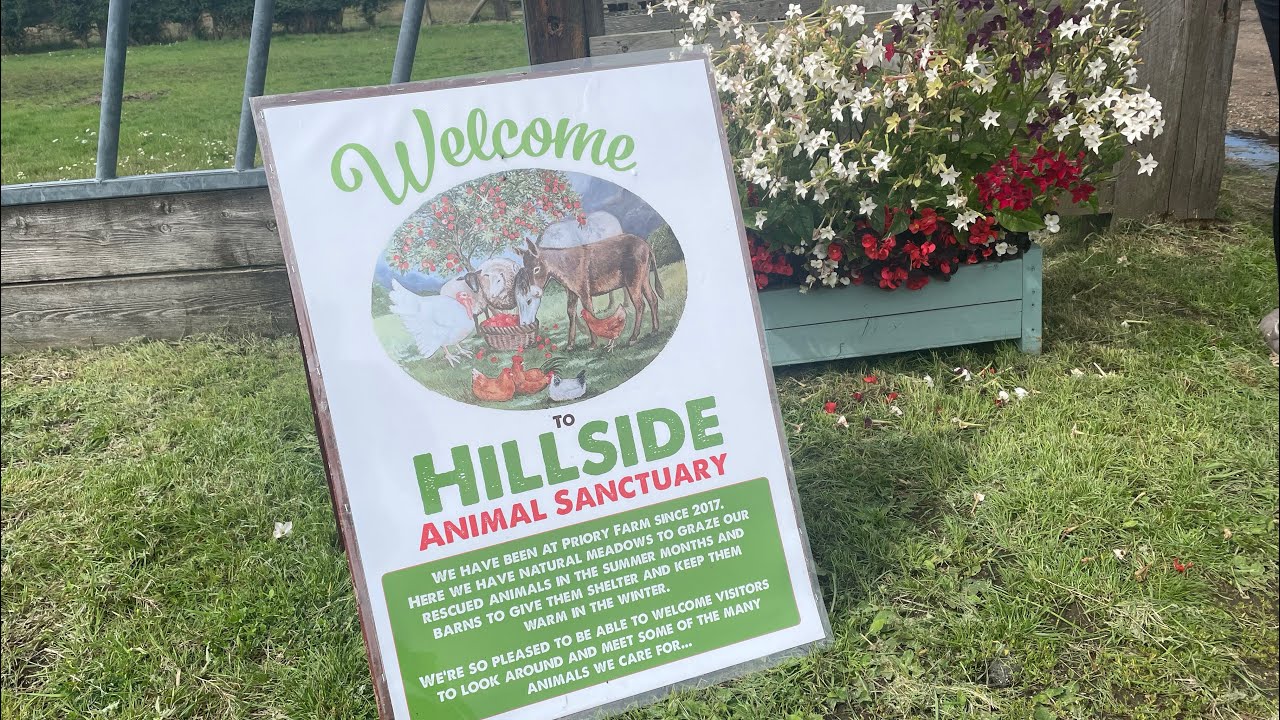 Hillside animal sanctuary, Fritton owl sanctuary. Flea market. Jus ...