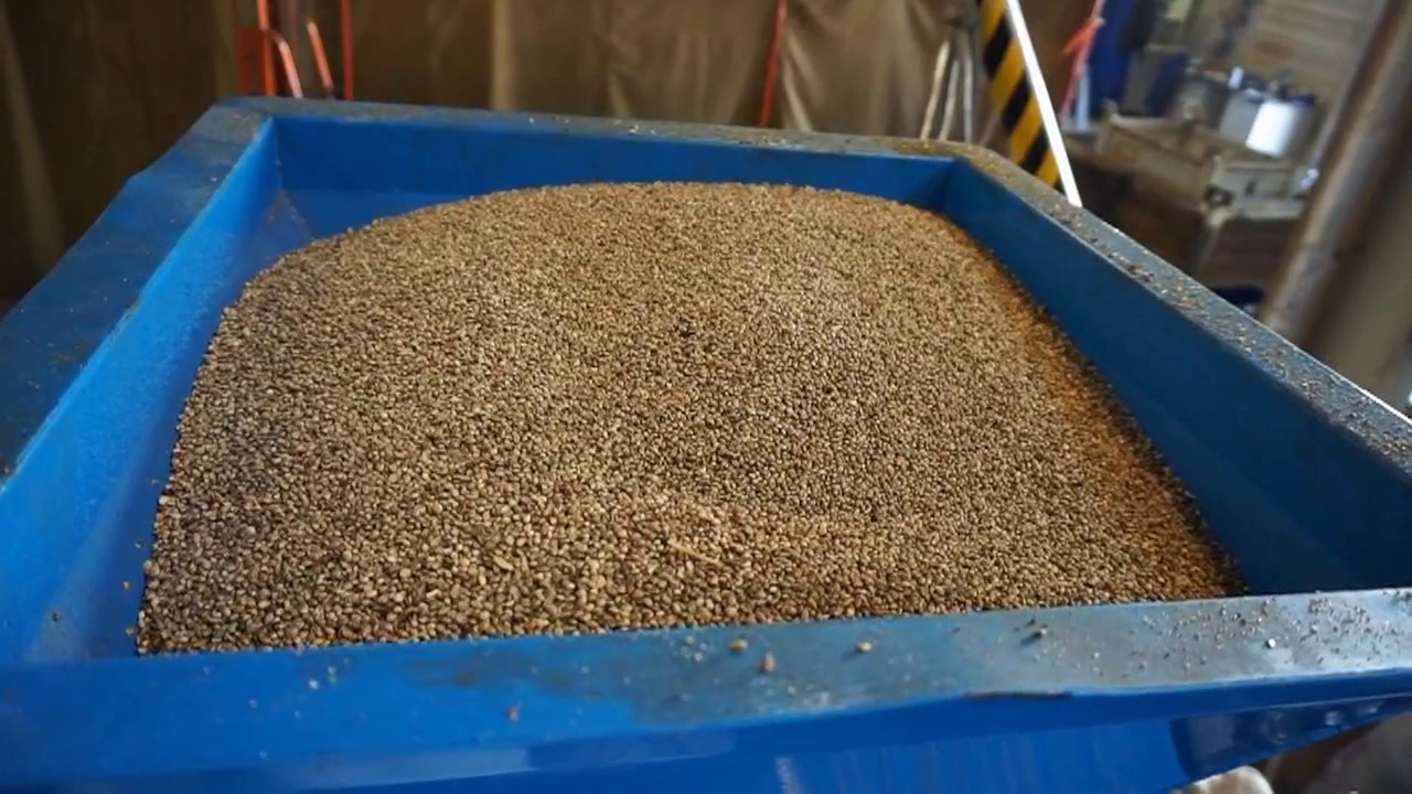 Hemp Seeds Pressing - прессование семян конопли - Hanfsamen pressen ...