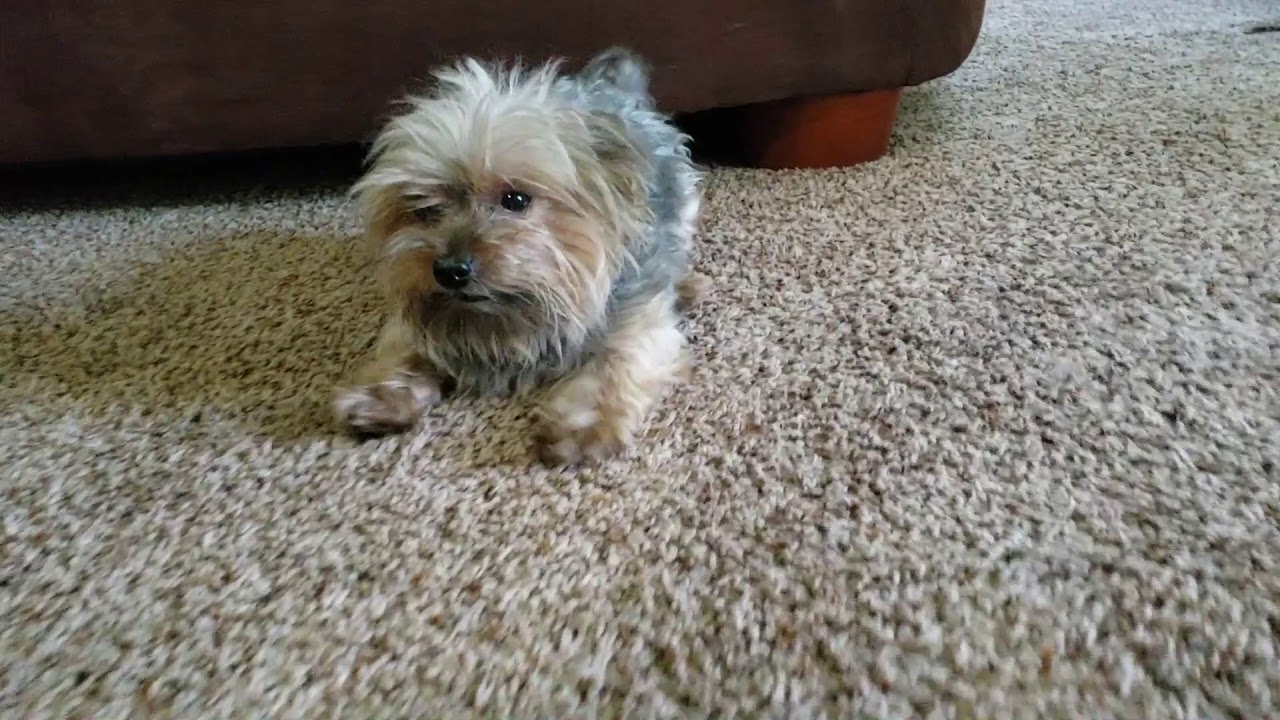 DOG BARKS TO MUSIC! (Yorkie) (ANGRY) (PUPPY) (SONG) - YouTube