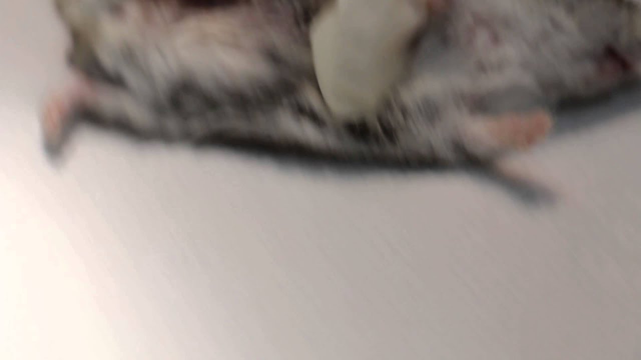 The hamster fractured her right hind leg 5/6 - amputation - YouTube