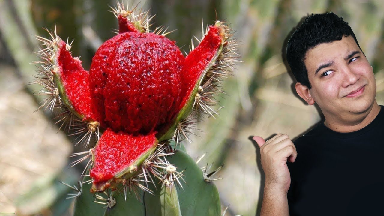 TOP 07 FRUTAS EXÓTICAS MAIS ESTRANHAS DO MUNDO l Almanaque x - YouTube