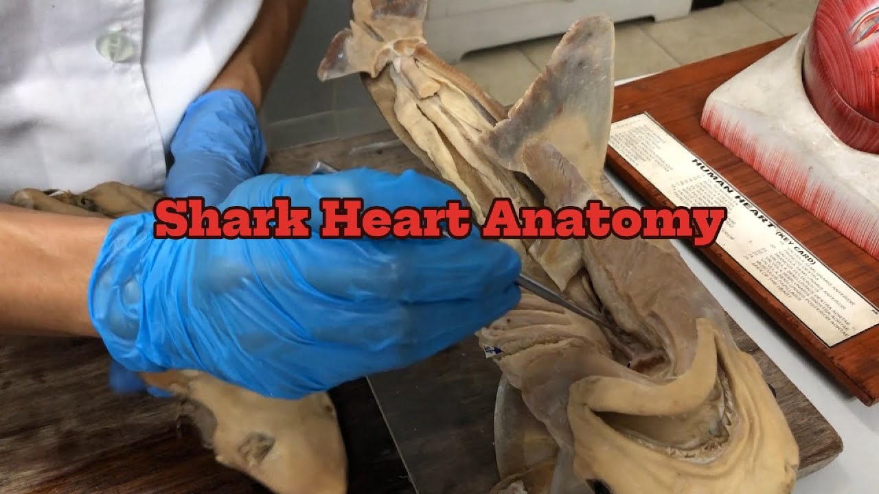 Shark heart anatomy - YouTube