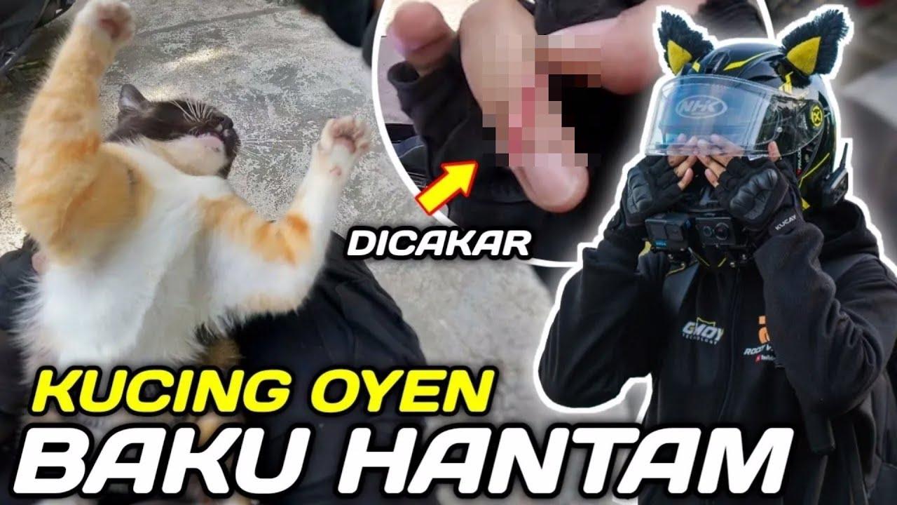 DICAKAR KUCING SAMPAI TANGAN BERDARAH - YouTube