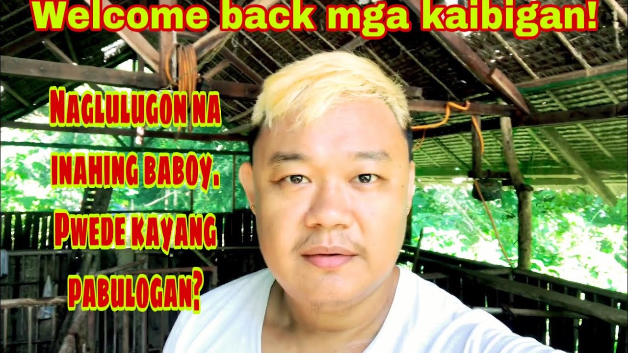 Bakit naglulugon ang inahing baboy | pwede bang kastahan ang naglulugon ...