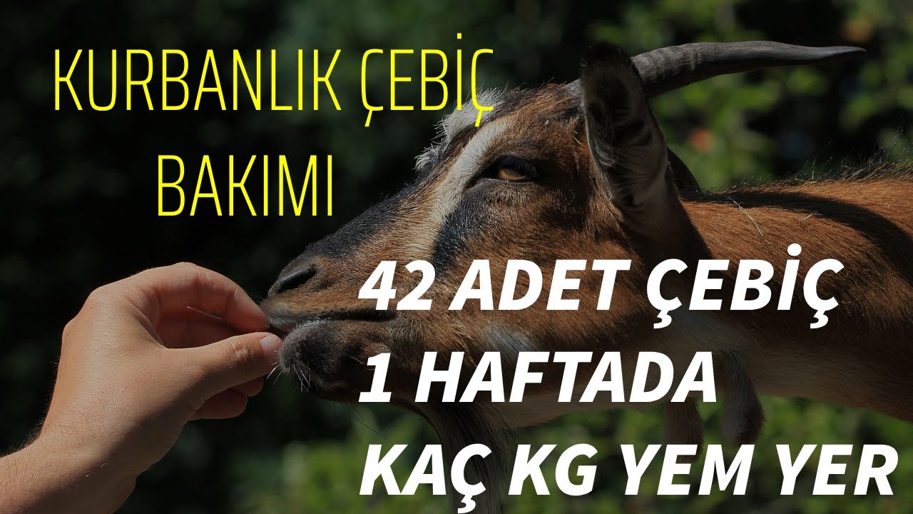 42 ADET KURBANLIK ÇEBİÇE YEM HAZIRLADIK / GOAT FEED RATION - 4K - - YouTube