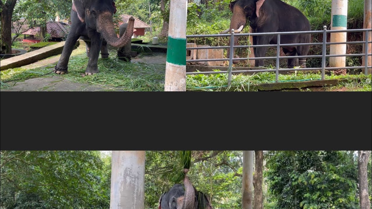 Konni elephant camp kerala | Elephant training center | Cute elephants ...