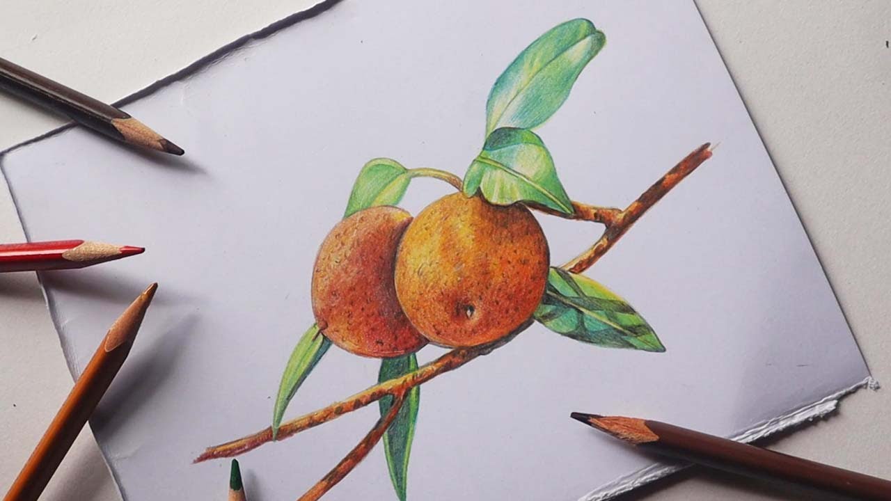 Drawing Chiku with colour pencils | Fruit drawing | easy drawing of ...