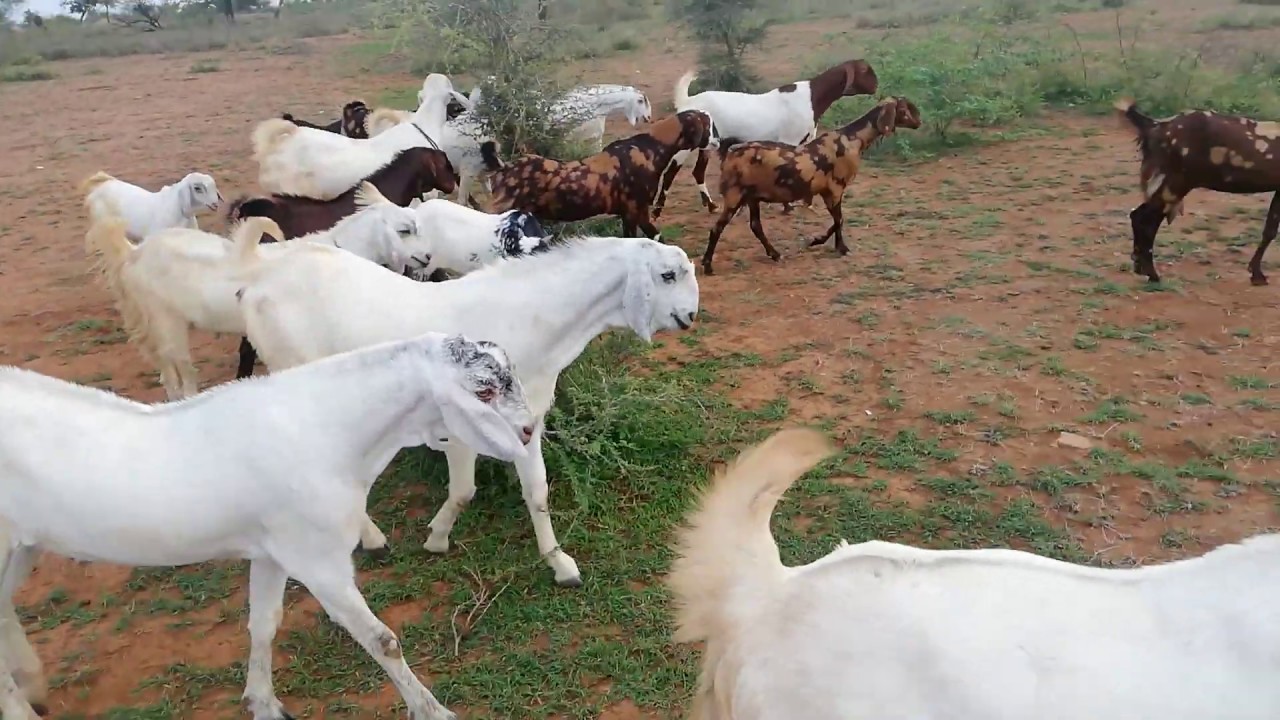 Gulabi goat farm || white goat farm || rajasthani goat farm ...