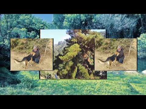 Ed Lugosi & Viejogatonegro - Esmeralda (Full Álbum)