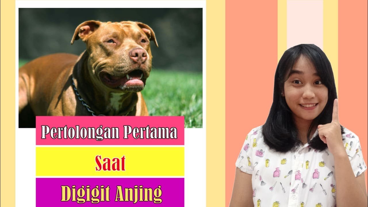 Pertolongan Pertama Saat Digigit Anjing - YouTube