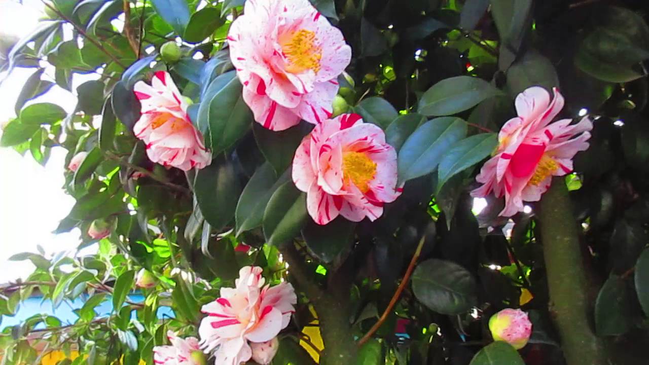 Camellia Trees in Bloom - YouTube