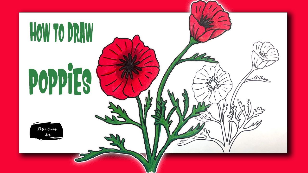How to Draw Poppy Flowers - YouTube