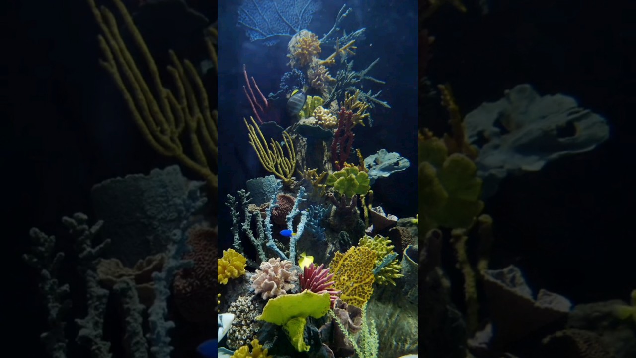 The under the sea animals.under the sea beautiful animal dolphine💗🥺# ...