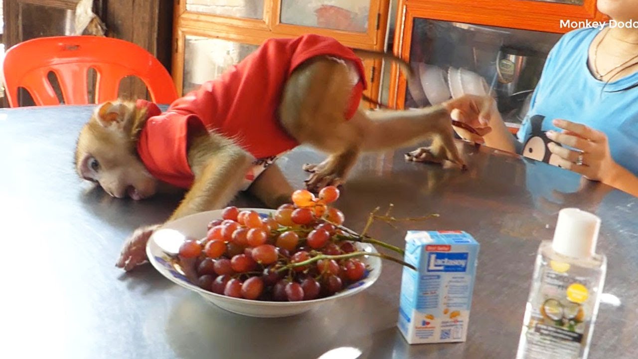 Dodo Absolutely Amusing When See A Lots Of Red Grapes And Milk - YouTube