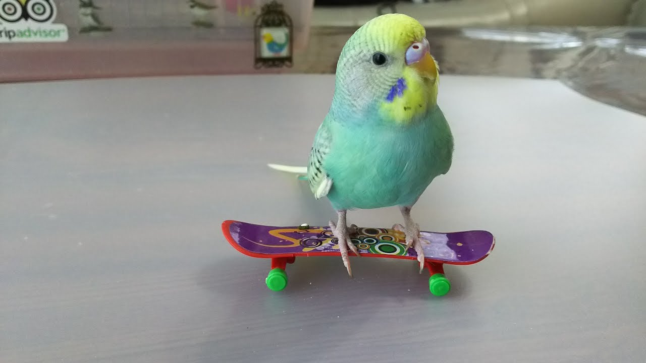 Happy the skateboarding bird （スケートボーダーインコのハッピー） - YouTube
