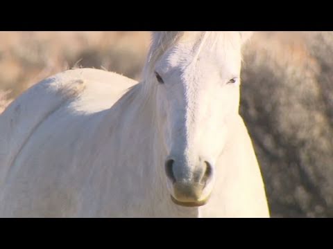Rounding up wild horses - YouTube