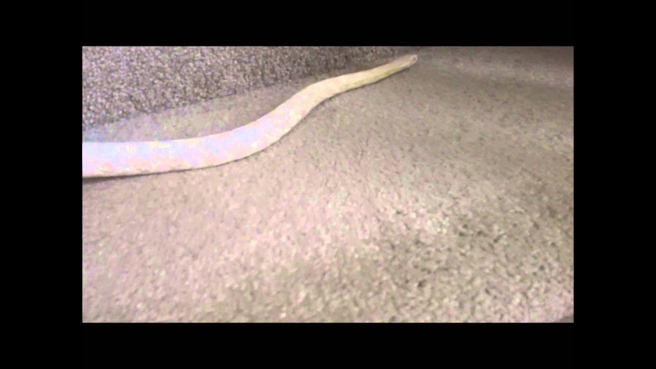My Corn Snake Blizzard! - YouTube