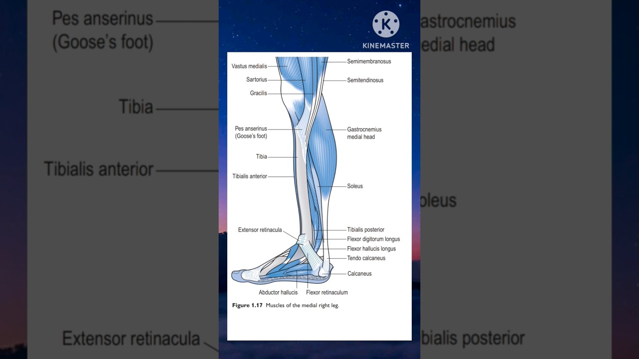 Lower limb | Leg | leg muscle | lower limb muscle name video | lower ...