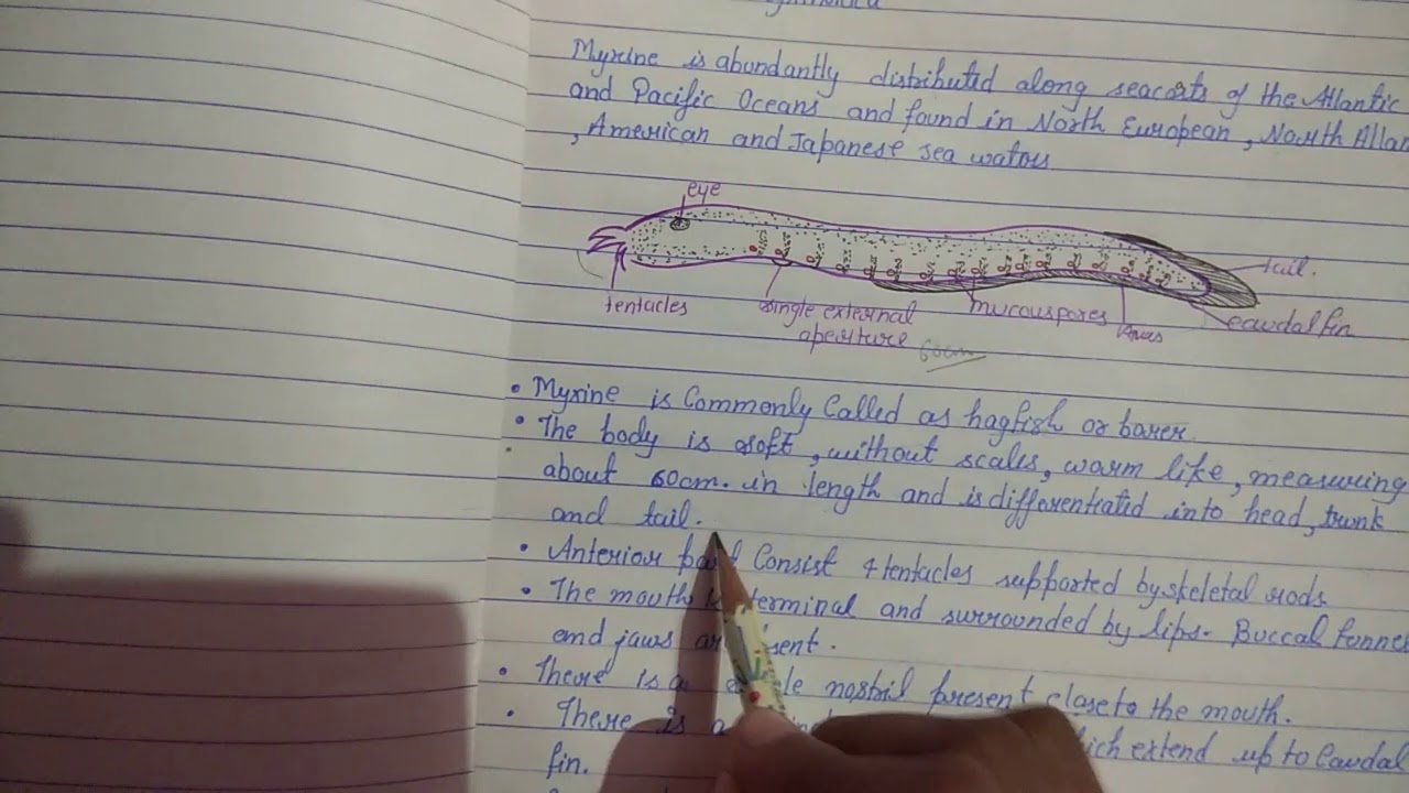 External feature of myxine(hagfish) - YouTube