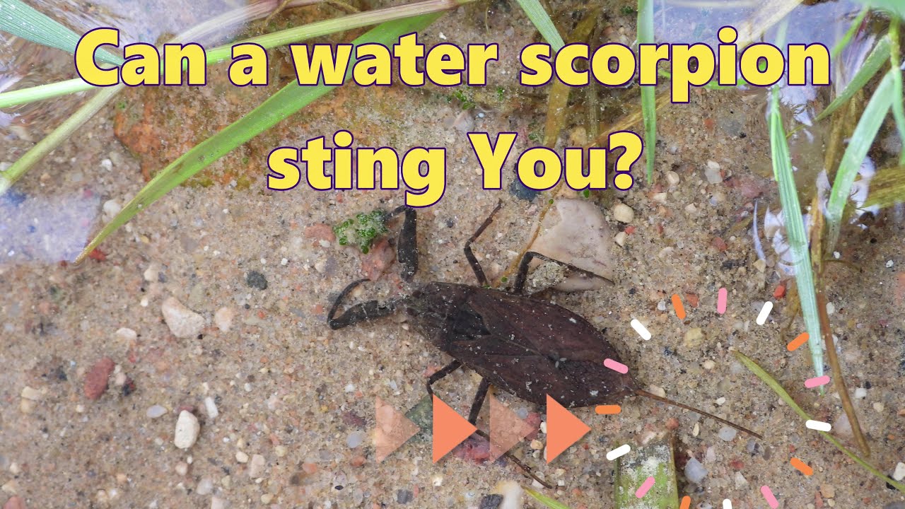 Can a Water Scorpion Sting You? - YouTube
