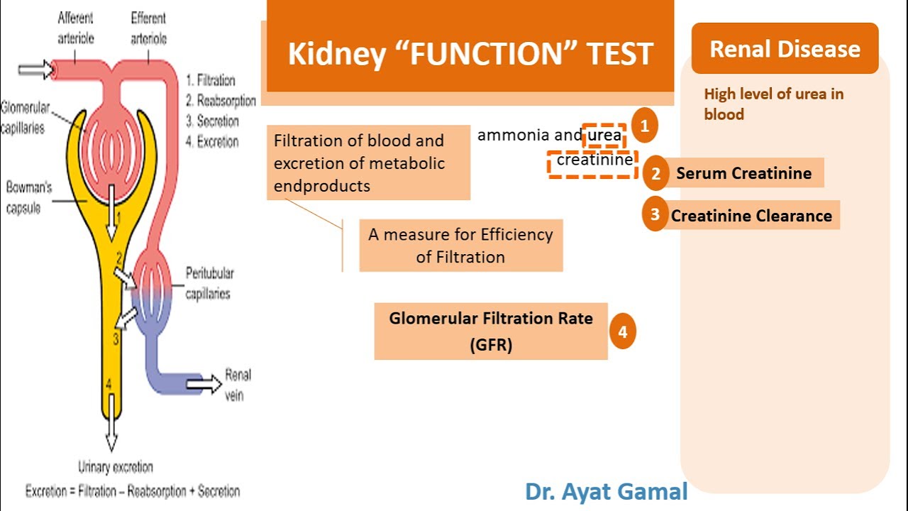 Lab investigations of kidney (in brief for dentists)- part 2 - YouTube