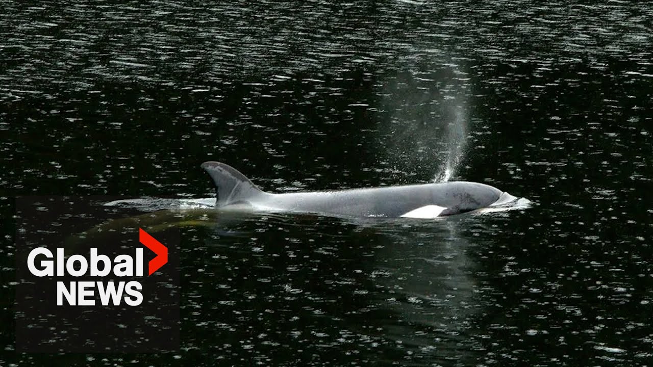 Efforts to free trapped orca 'Our Brave Little Hunter' continue in BC's ...
