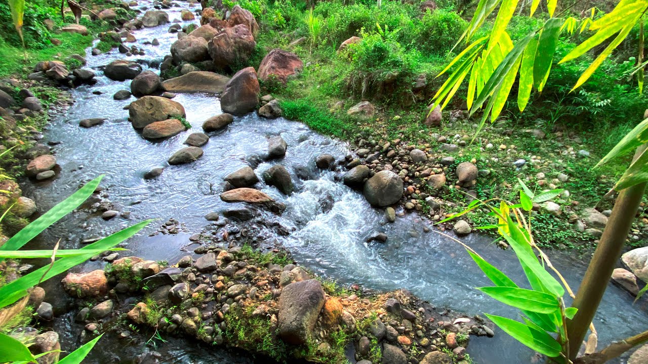 Calming Stream Sounds and Forest River Ambience - Relaxing Nature ...