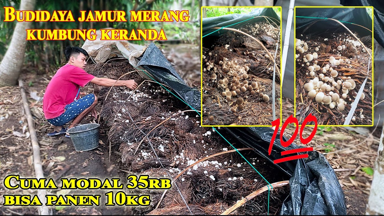 Cara Budidaya Jamur Merang Kumbung Keranda Dengan Mudah And Hemat Biaya