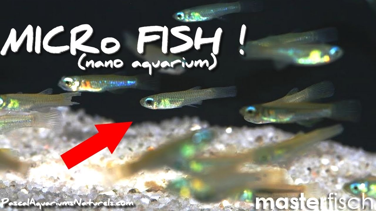 killi Aplocheilichthys normani yeux bleu (nano aquarium) - MasterFisch - Pascal Aquariums ...
