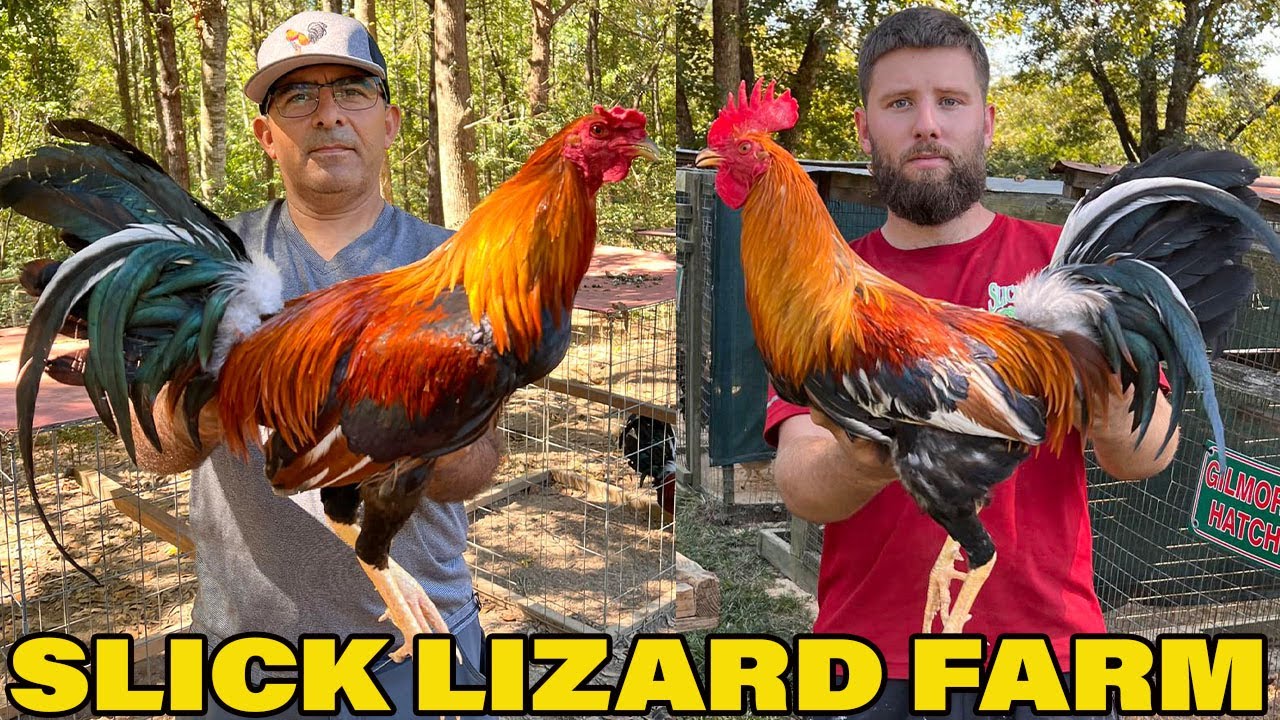ALABAMA !! Quality Birds Slick Lizard Farm | Farm Visit - YouTube