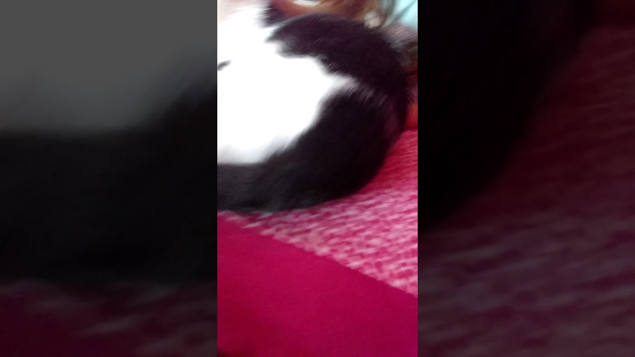 My cat 🐱 tweaking - YouTube