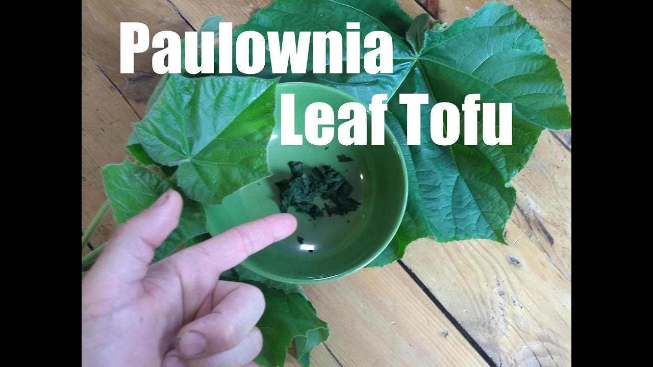 Leaf Protein Concentrate Leaf Tofu Vegan Cheese - YouTube