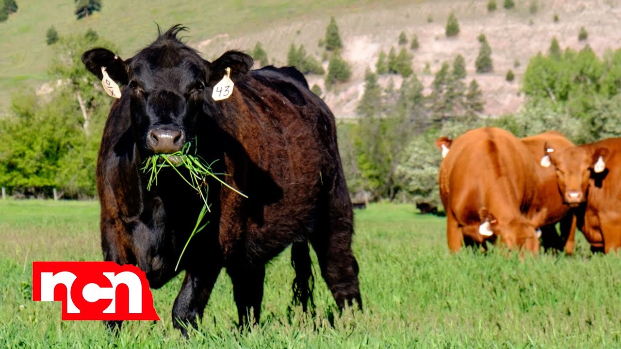 Lab Grown Meat BANNED in Nebraska | Headline News - YouTube