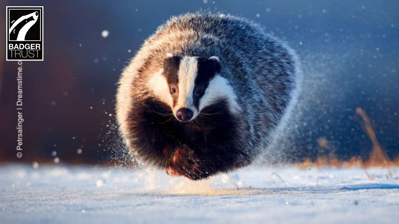 12 Badgers of Christmas 2020 - YouTube