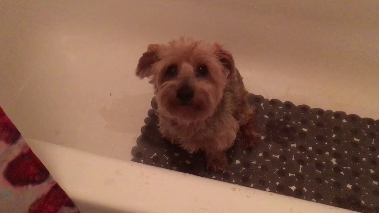 Giant Yorkie eats a raw fish for dinner - YouTube