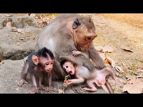 Sweet action! Newborn baby monkey walk well, Jinx teaching her baby to ...