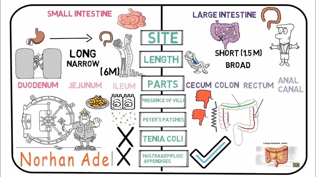 Small and large intestine - YouTube