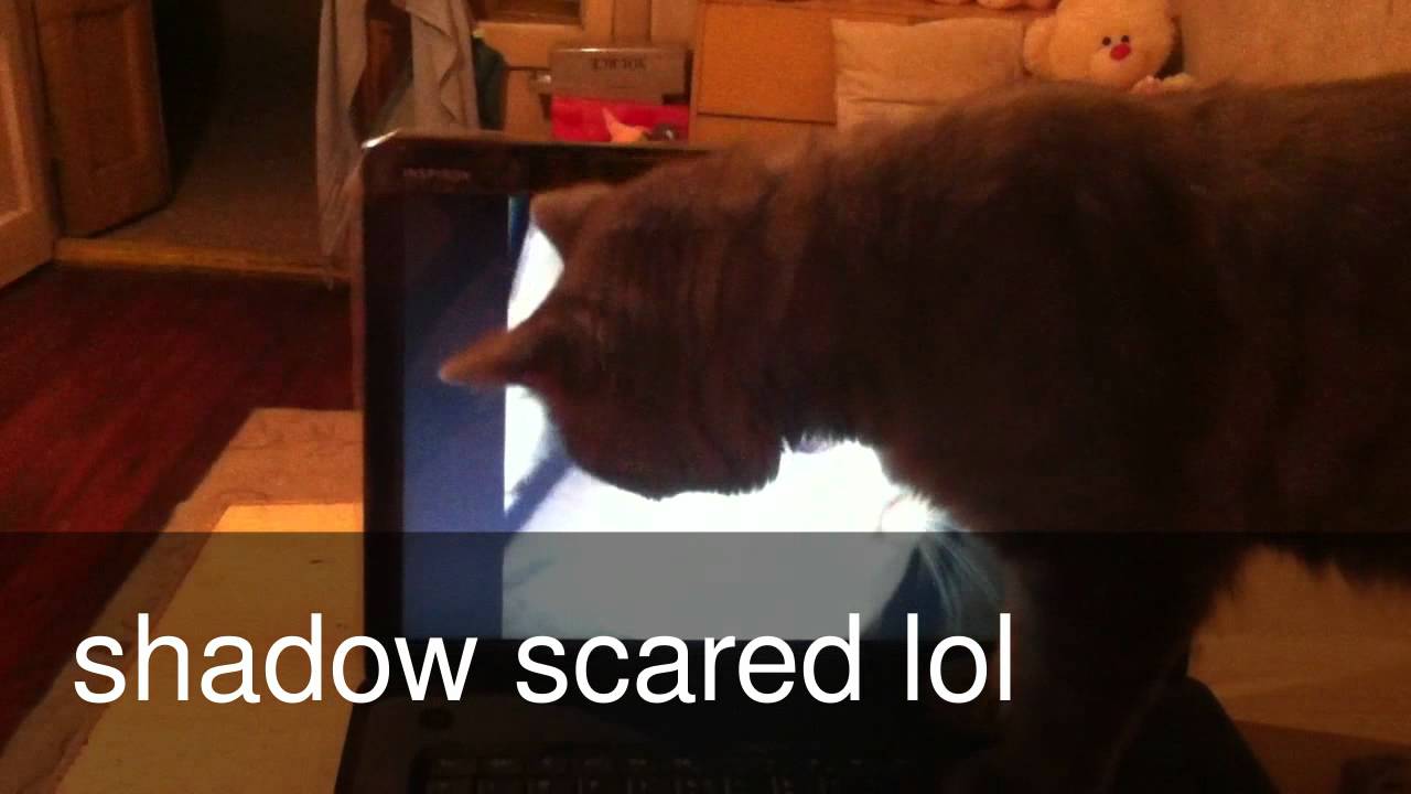 shadow scared - YouTube