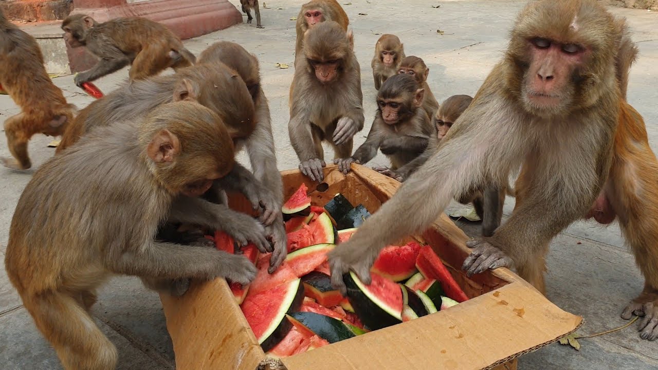 Cute monkeys are eating 22 kilogram fresh watermelon - YouTube