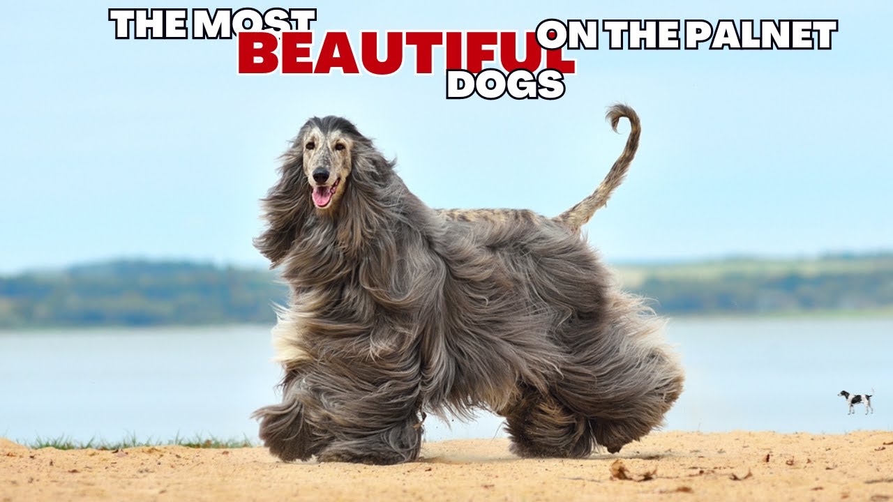 Top 10 Most Beautiful Dogs in the World | A Visual Feast of Canine ...