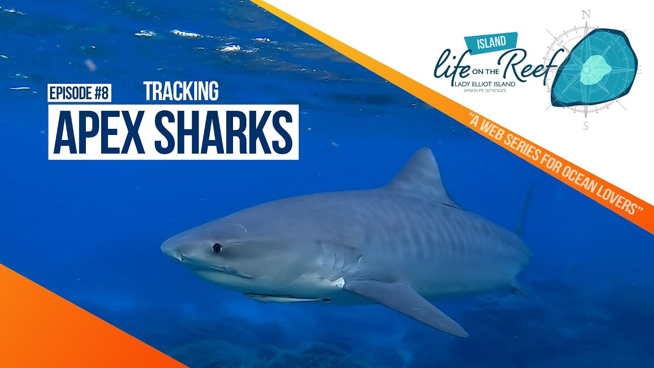 Lady Elliot Island | EP#8 | LIFE ON THE REEF | Apex Sharks | Ocean ...