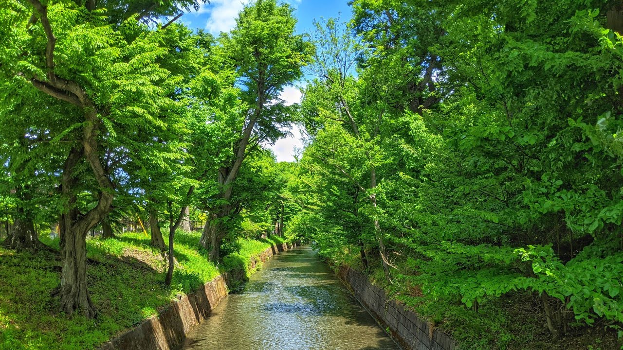 Live Tokyo Megawalk 🌳☕🪴 Tamagawa Josui Pt 3 - Approaching Tama Monorail ...