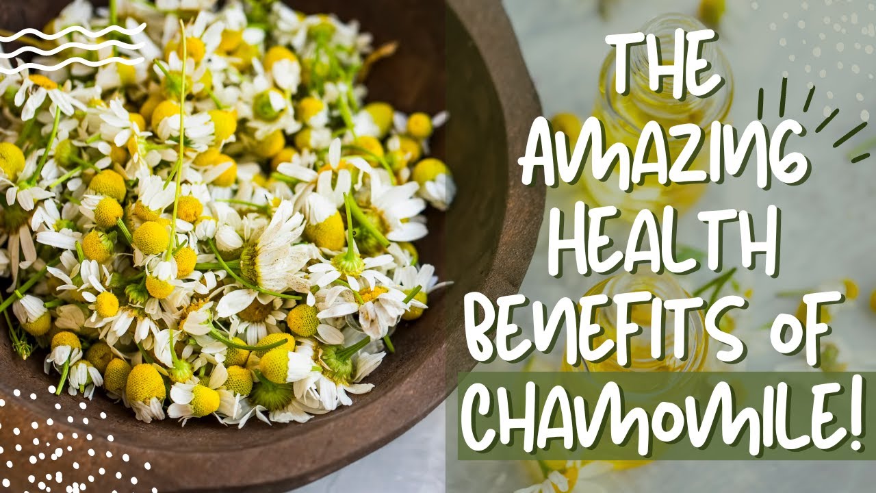 Chamomile Benefits : Discover the Health Benefits of Chamomile Tea ...
