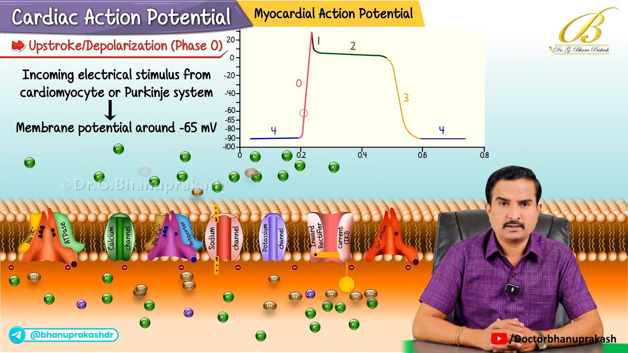 Action potential of Cardiac Muscle and Pacemaker cells : CVS Physiology USMLE / Dr G Bhanu ...